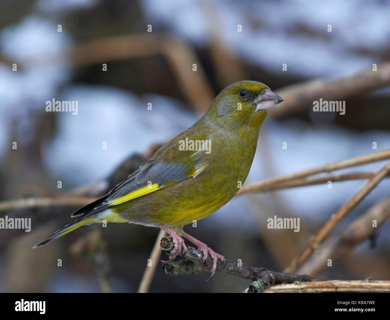 European greenfinch in its natural habitat Stock Photo - Alamy