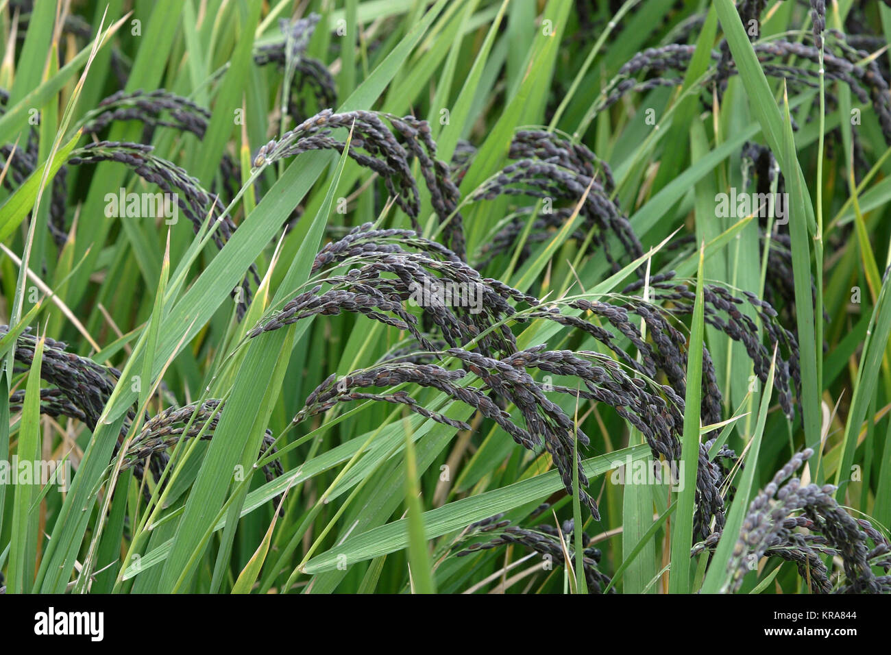 Abundant rice fields hi-res stock photography and images - Alamy