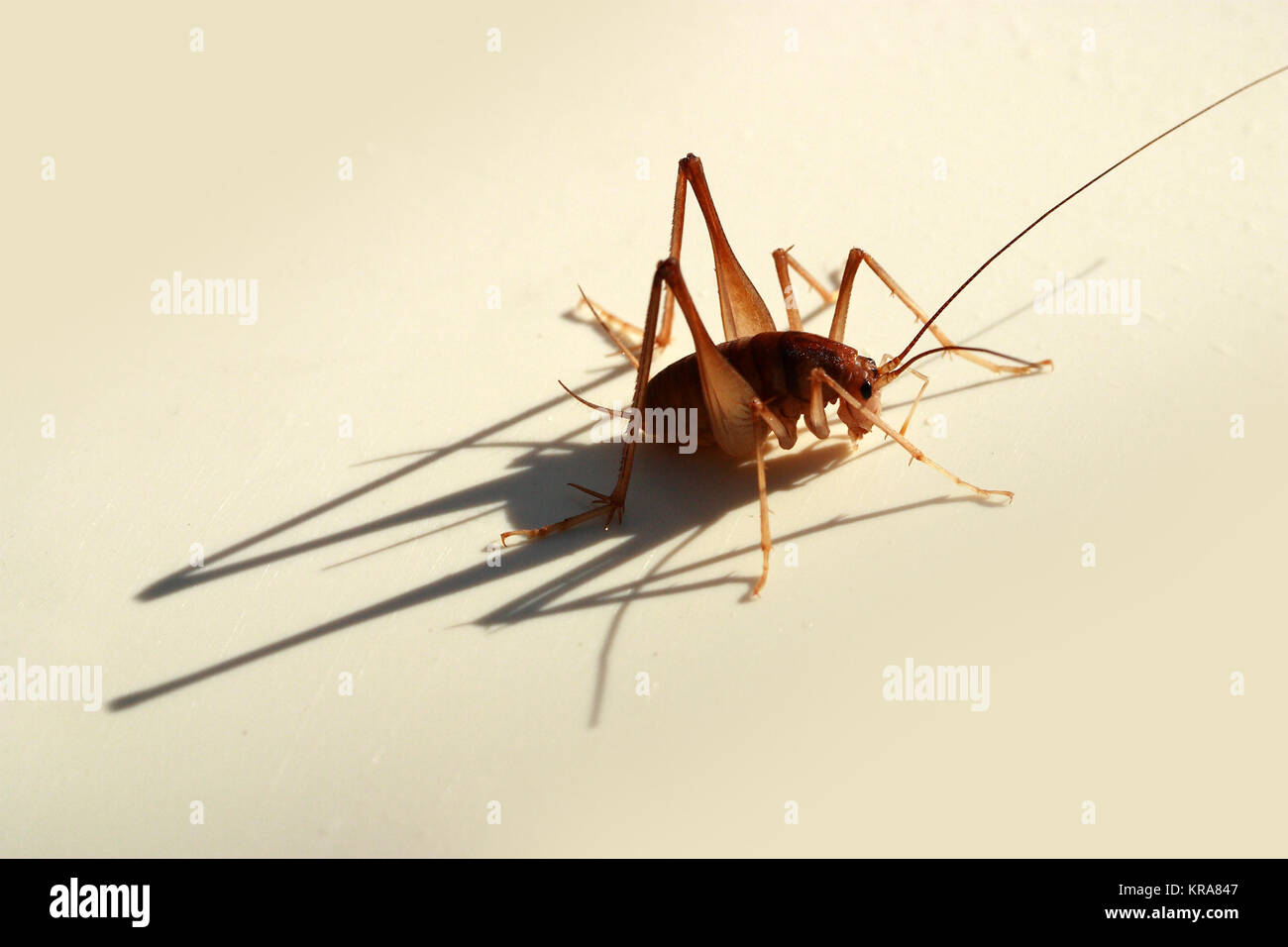 Animal, insect, cricket Stock Photo - Alamy