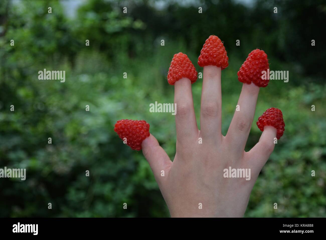 children hand with attached raspberries on each finger Stock Photo - Alamy