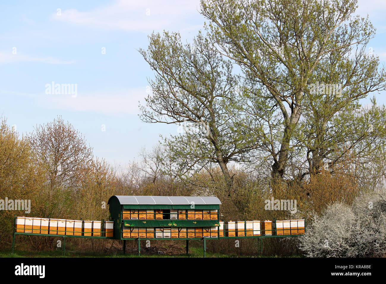 Bee hives on meadow spring season Stock Photo - Alamy