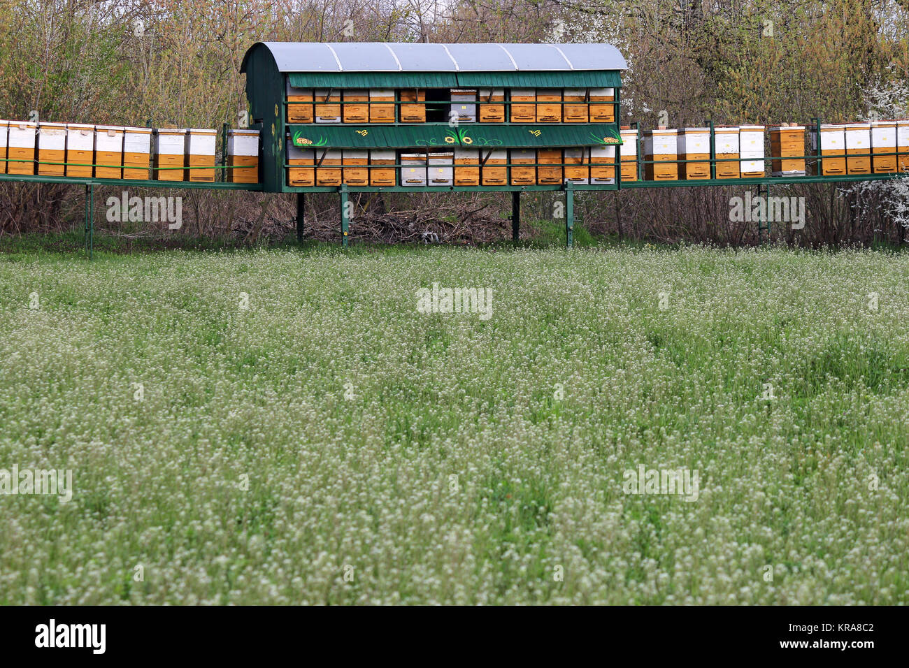Bee hives on meadow Stock Photo - Alamy