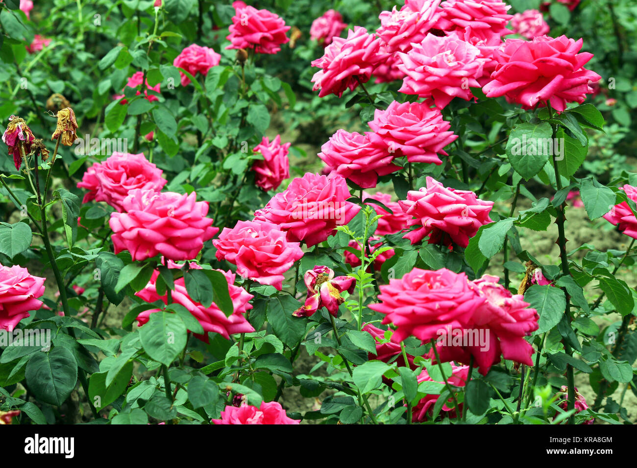 red roses garden spring season Stock Photo - Alamy