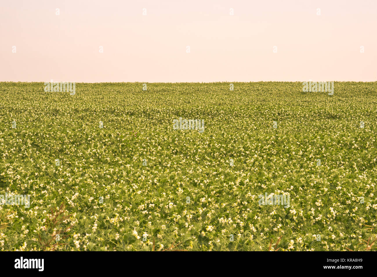 Pea Field Landscape Stock Photo - Alamy