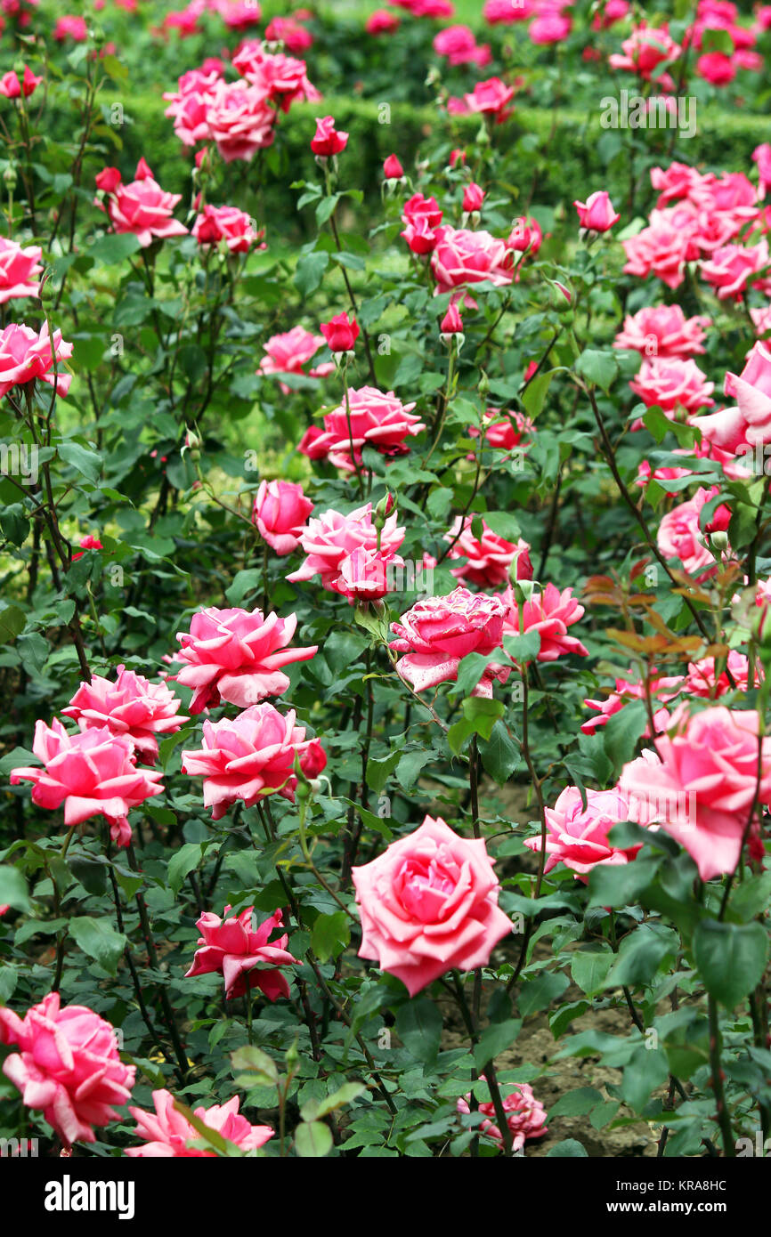 red roses garden Stock Photo - Alamy