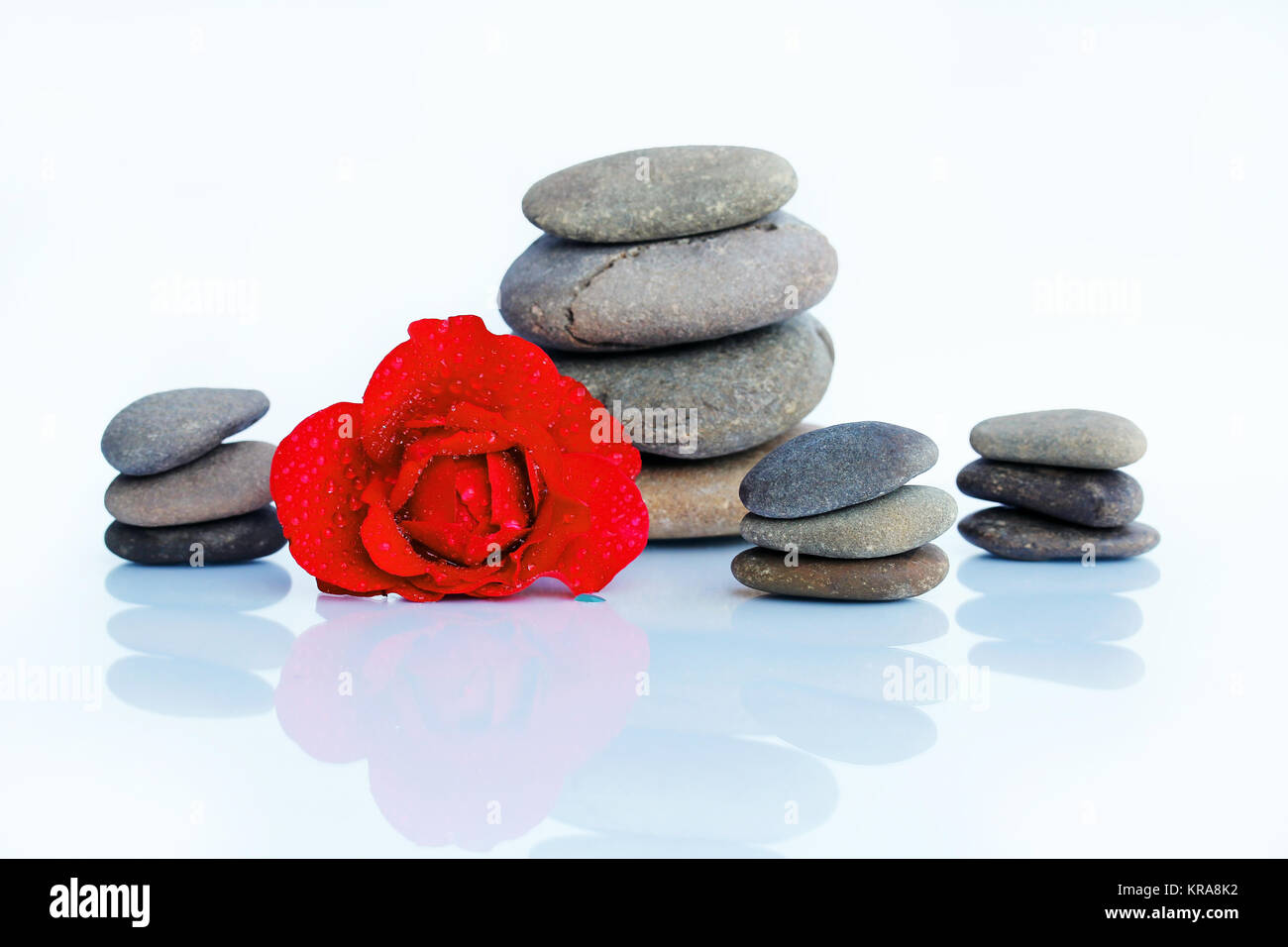 Harmony rose hi-res stock photography and images - Alamy