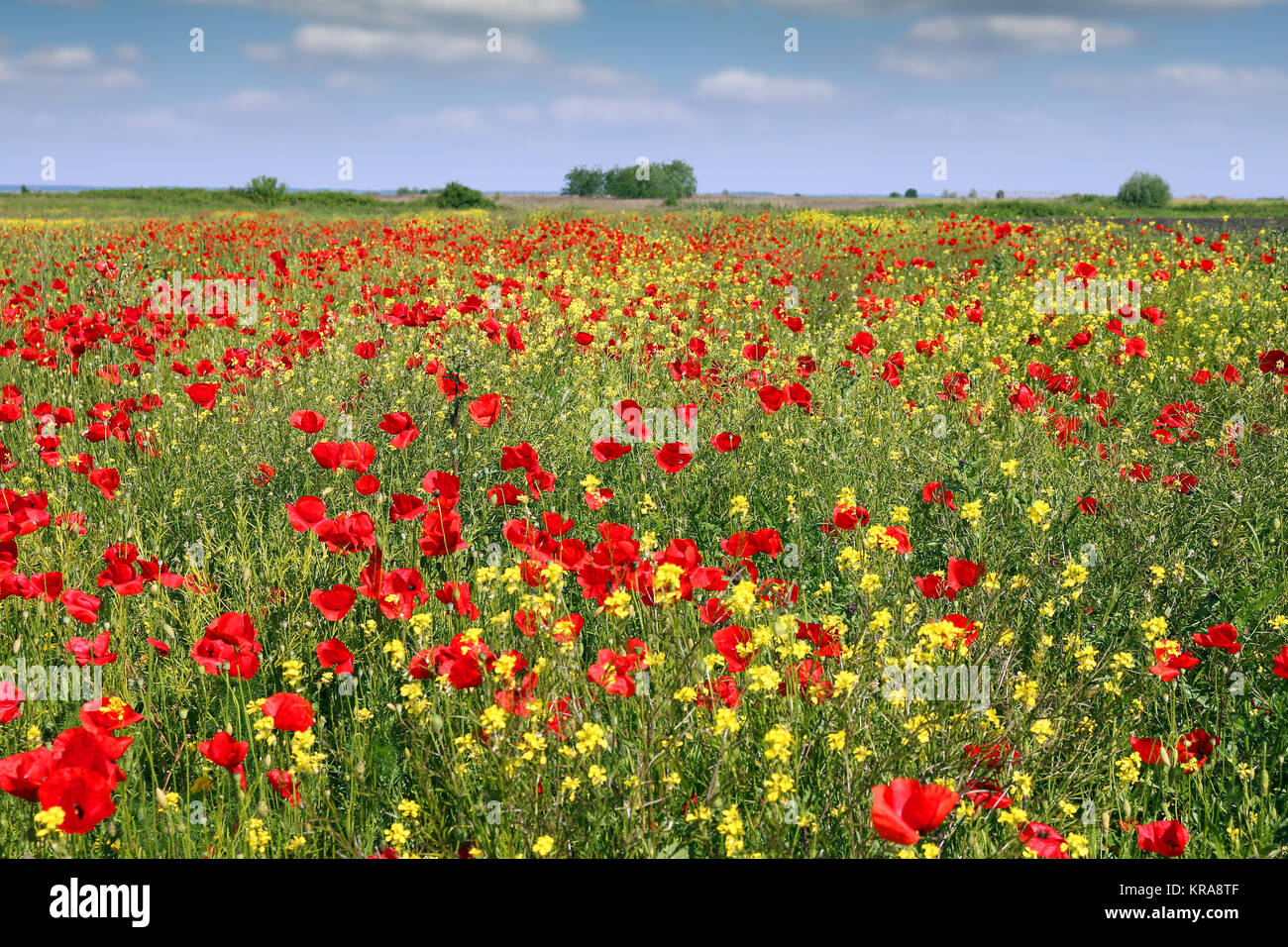 wildflowers meadow landscape spring season Stock Photo - Alamy