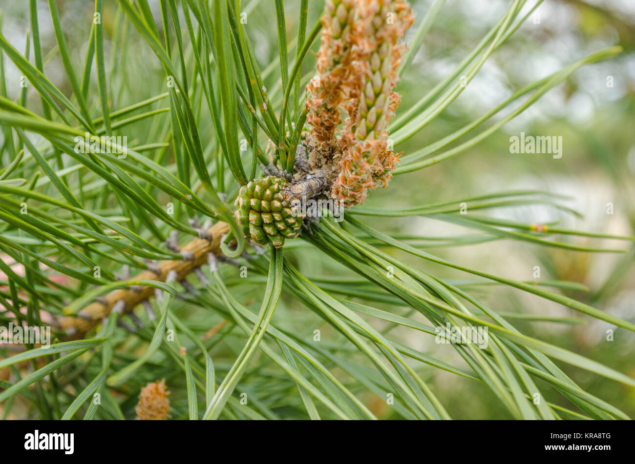 Green needles on a pine branch. Fresh bump on a pine branch. Natural ...