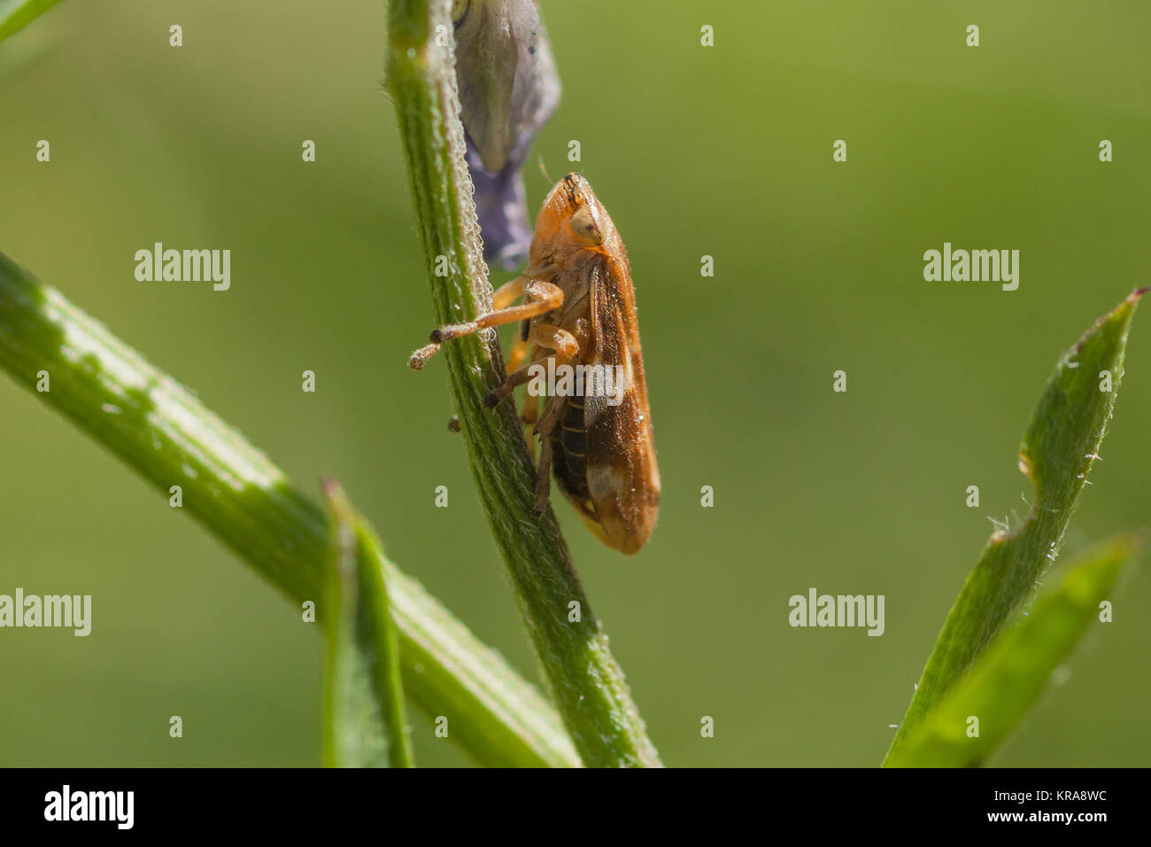 Tiny Leaf Hopper on Stem Stock Photo - Alamy