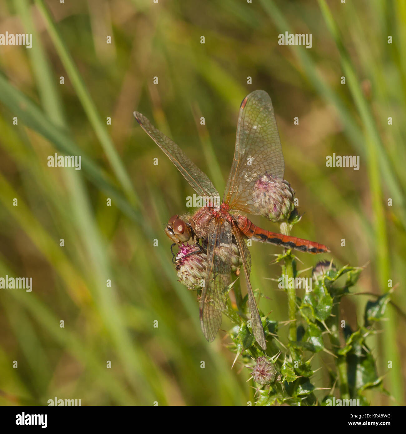 Redveined darter hi-res stock photography and images - Alamy
