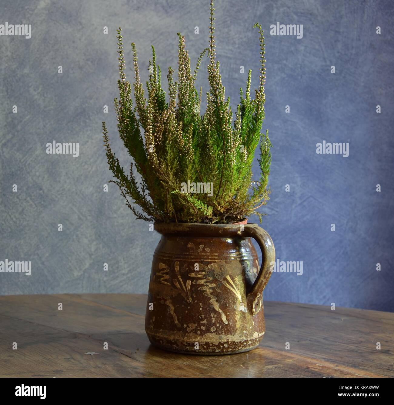 heather in old pitcher Stock Photo - Alamy