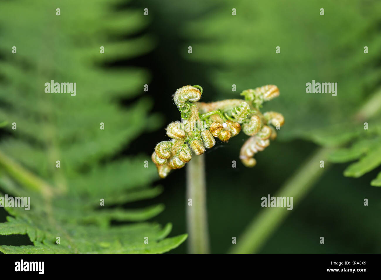 Wild plant photographed in their natural environment Stock Photo - Alamy