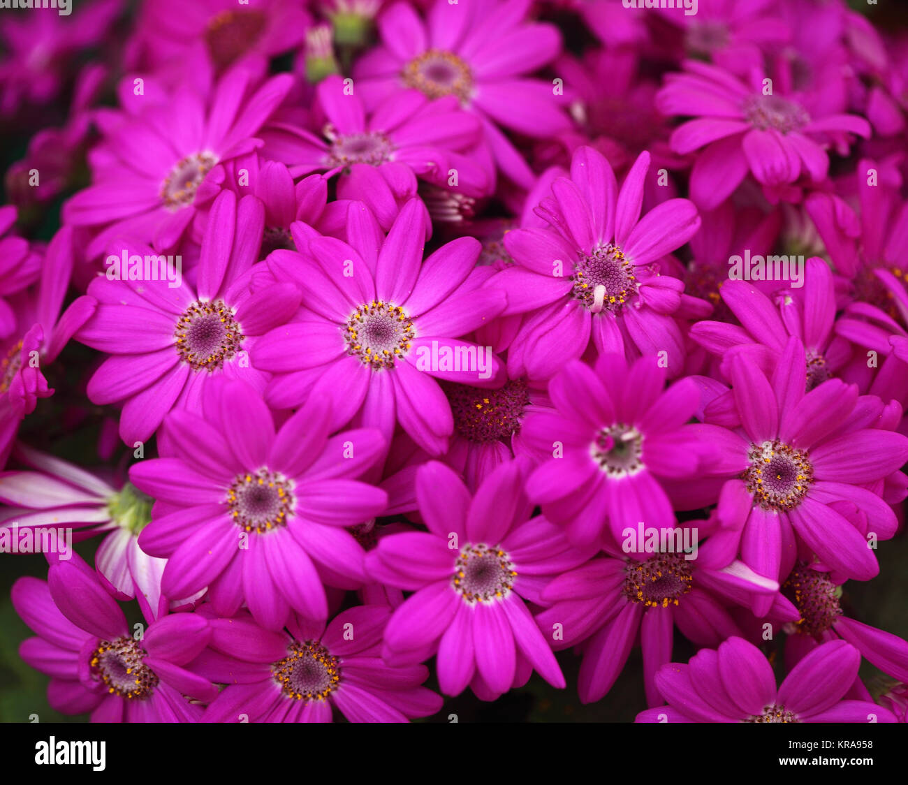 Plant flowers and plants South Africa Stock Photo - Alamy