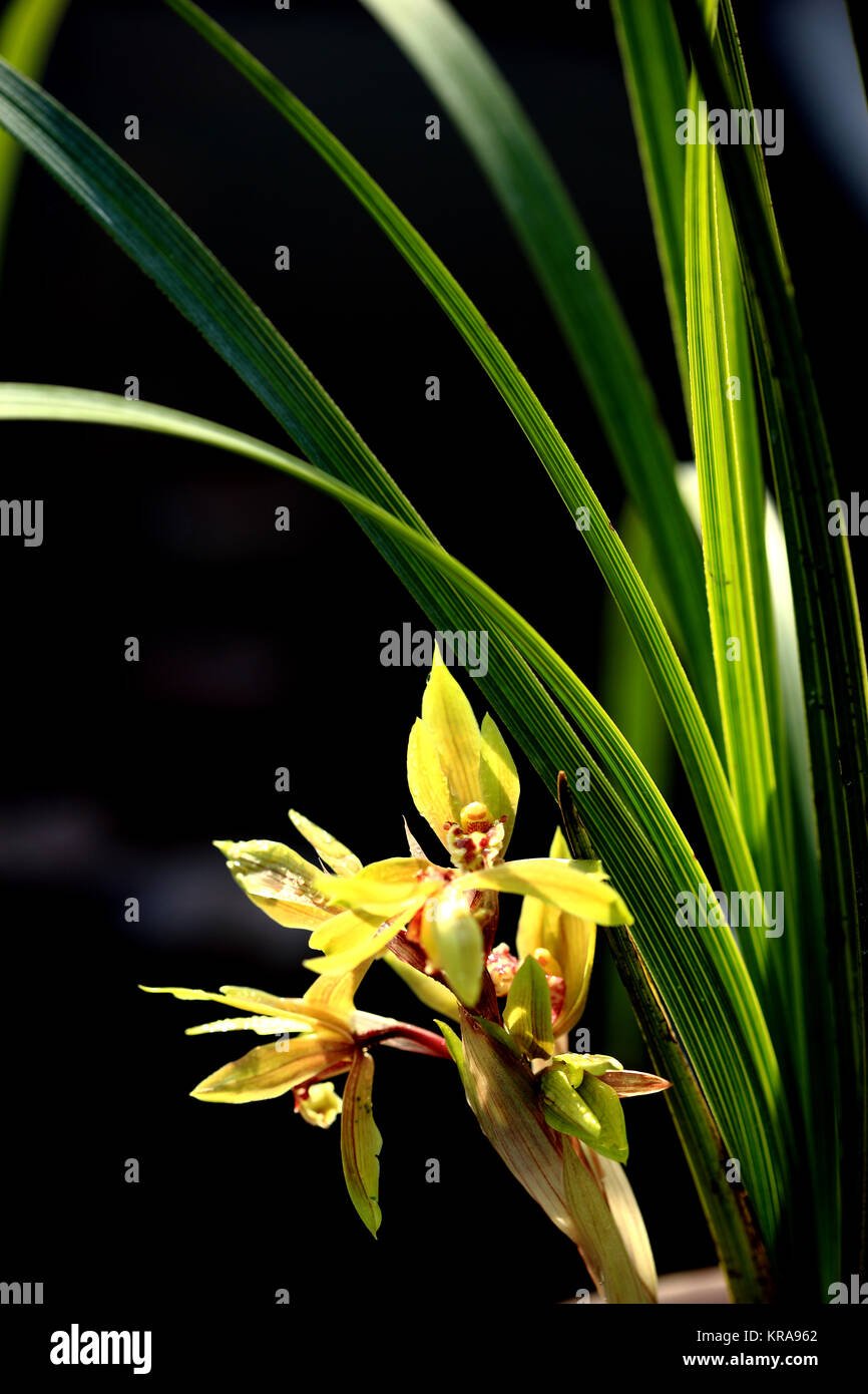 Thoroughwort hi-res stock photography and images - Alamy