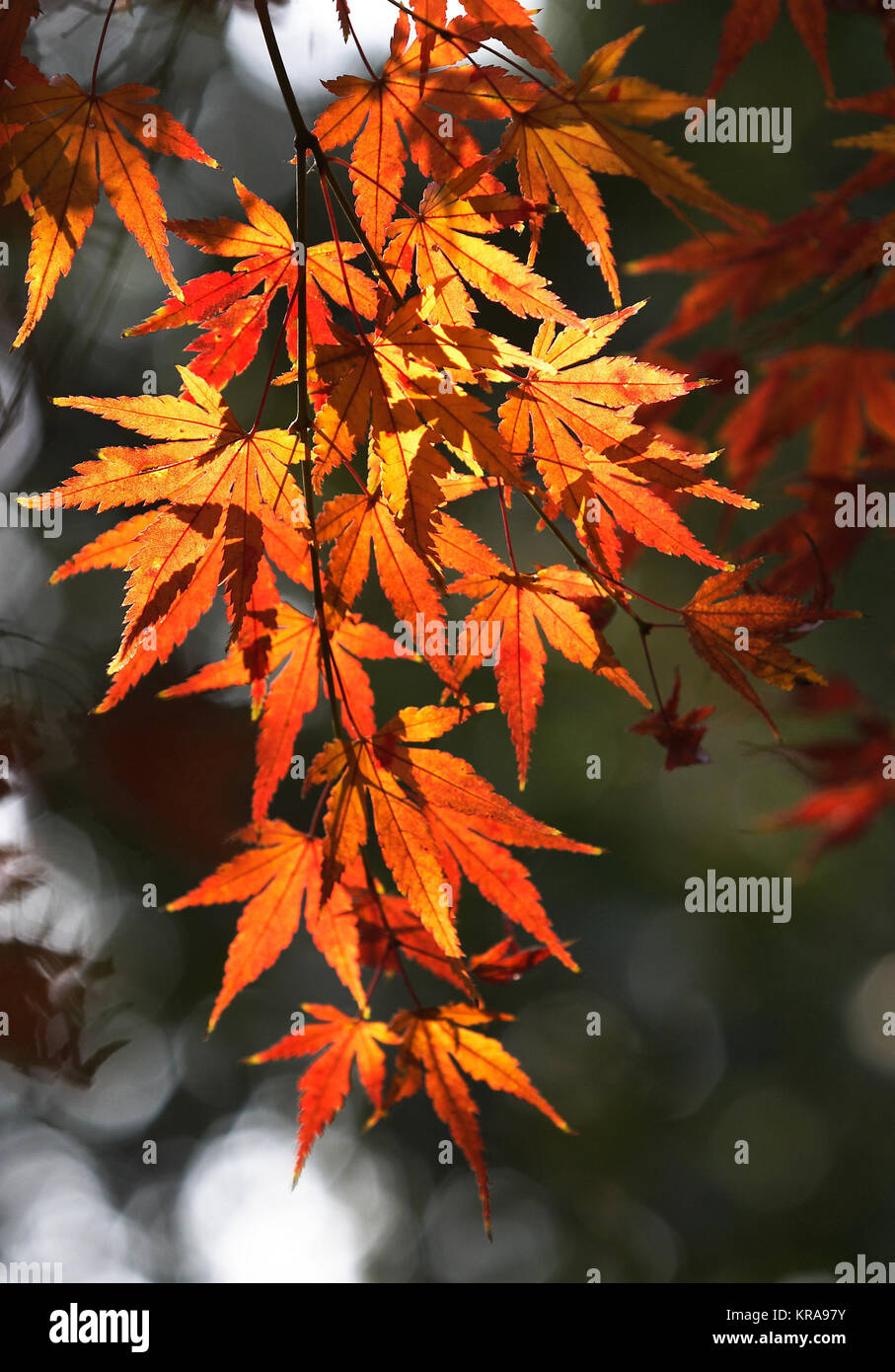 Plant, tree, maple tree leaf Stock Photo - Alamy