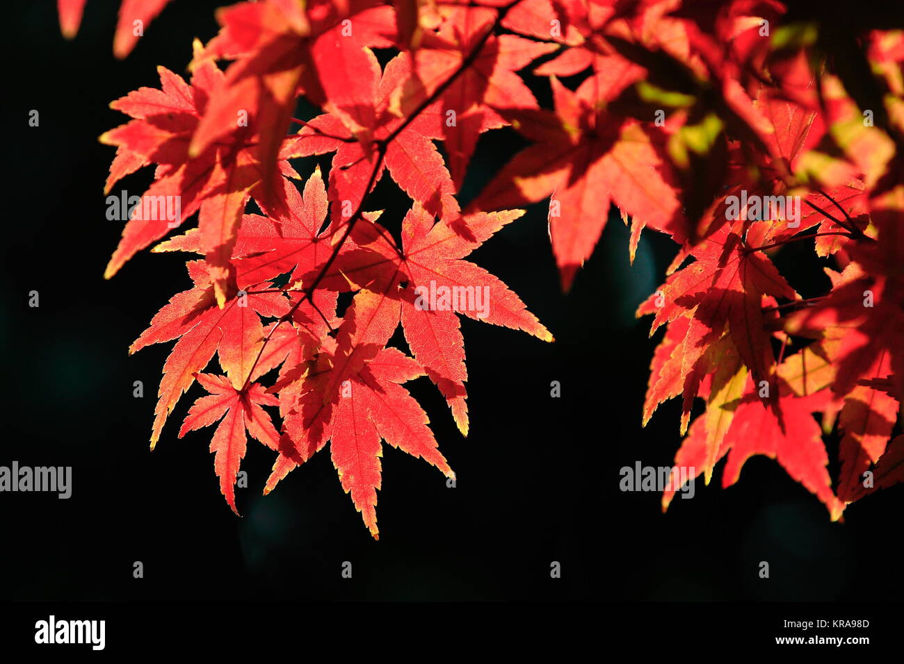 Plant, tree, maple tree leaf Stock Photo - Alamy