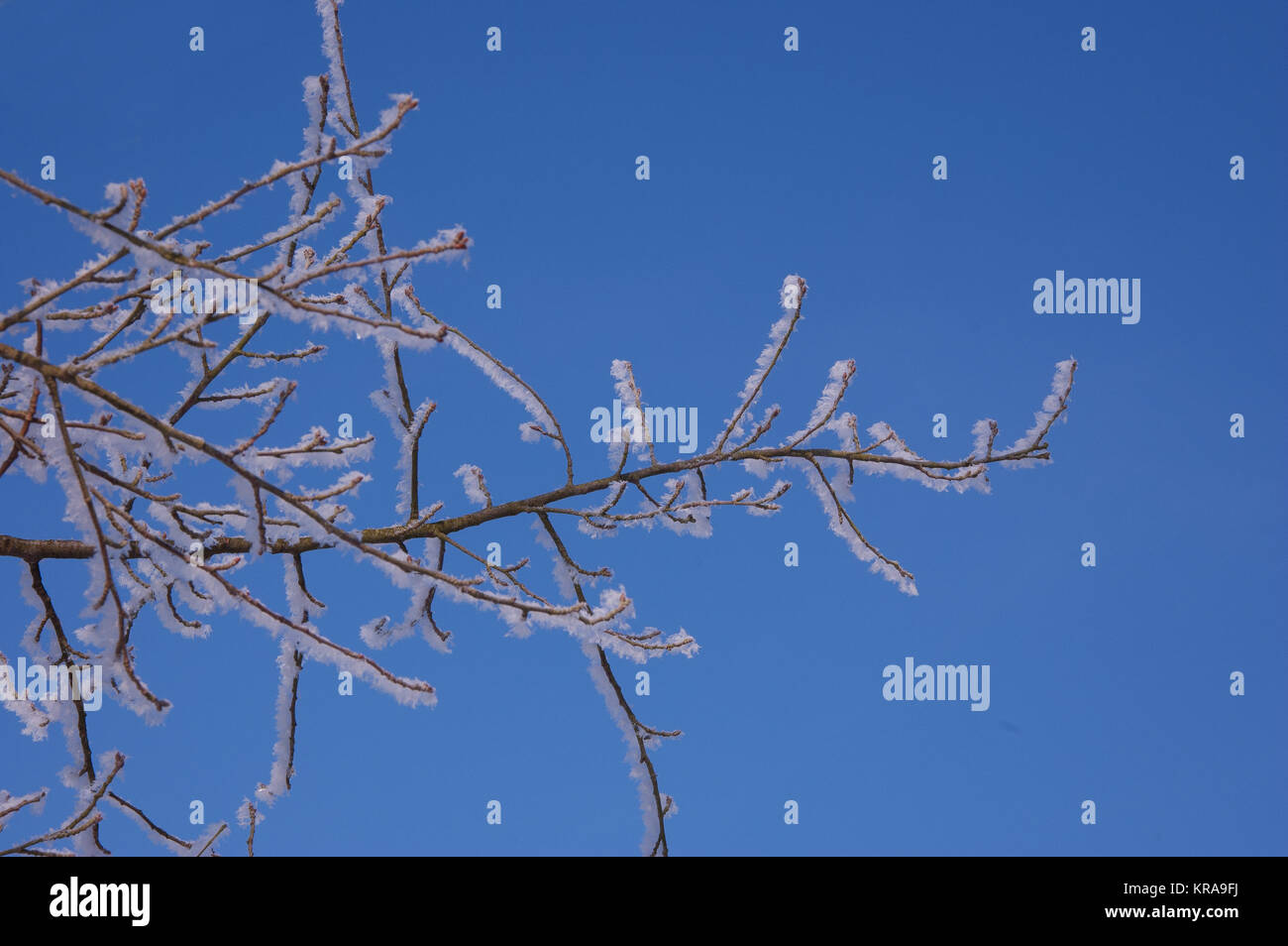 Wind blown ice on the branch of a tree against blue sky in winter Stock ...