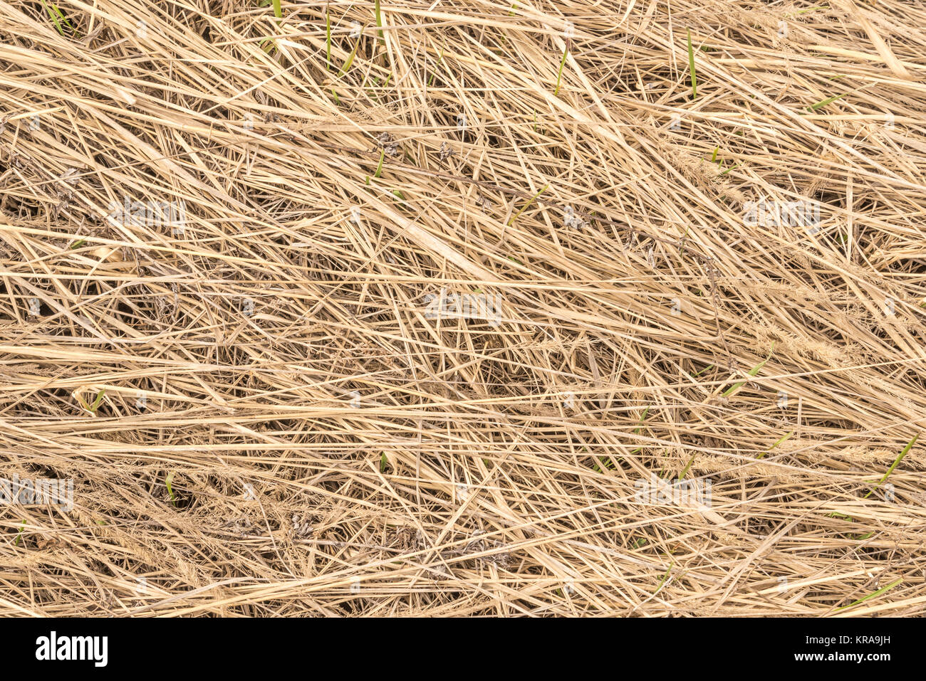 Dry yellow hay grass background texture Stock Photo - Alamy