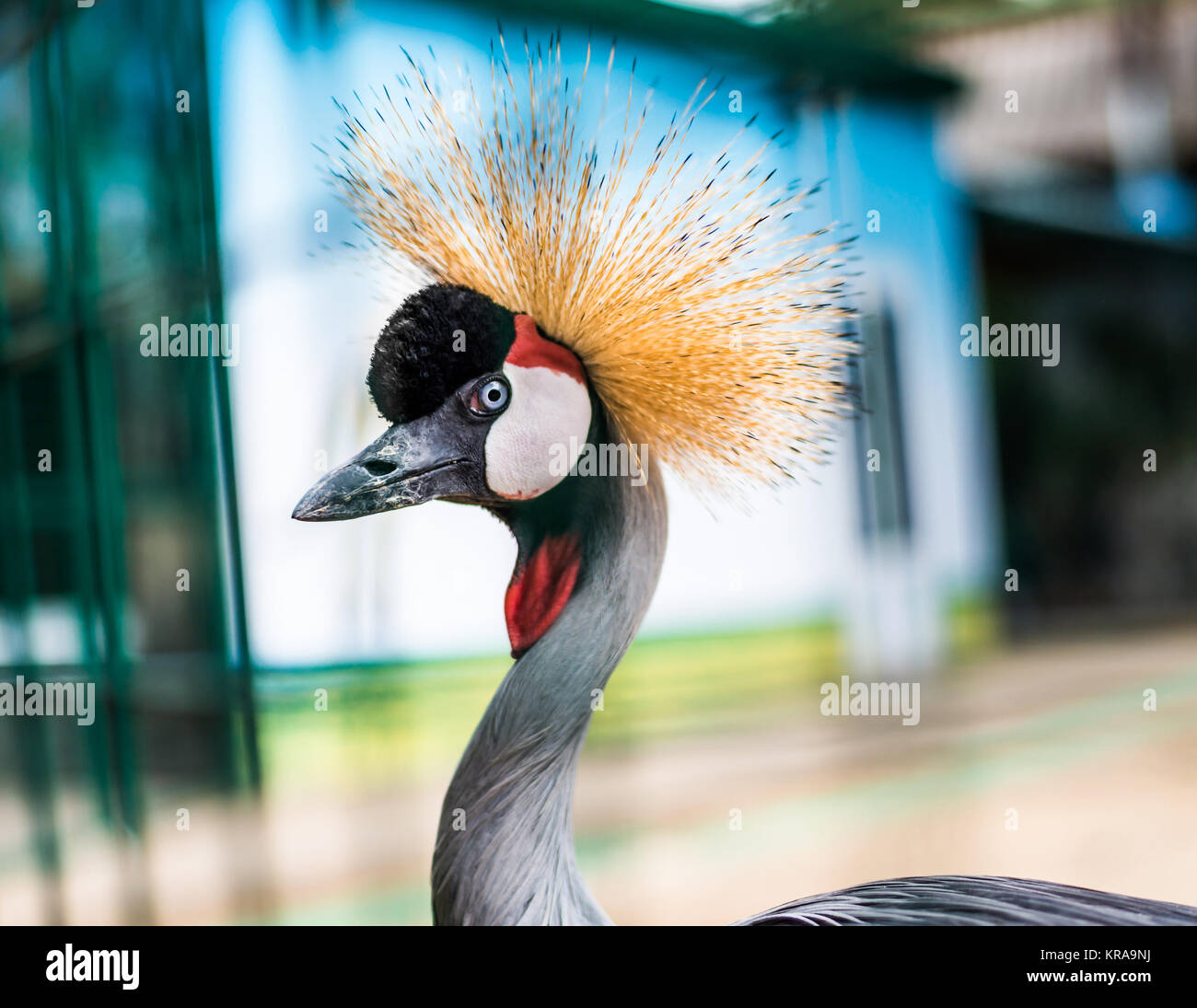 African Crowned Crane Stock Photo - Alamy