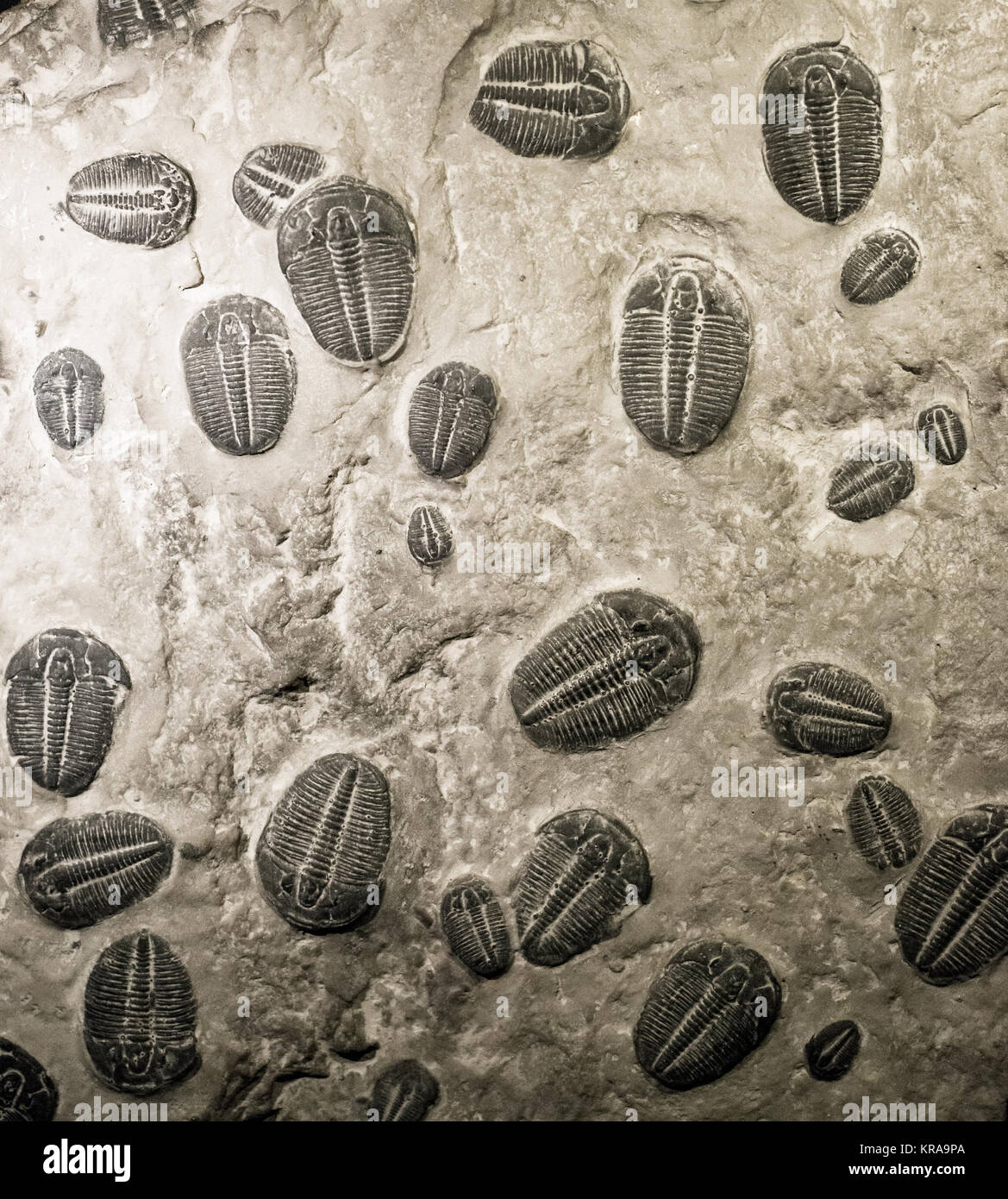 Trilobites hi-res stock photography and images - Alamy