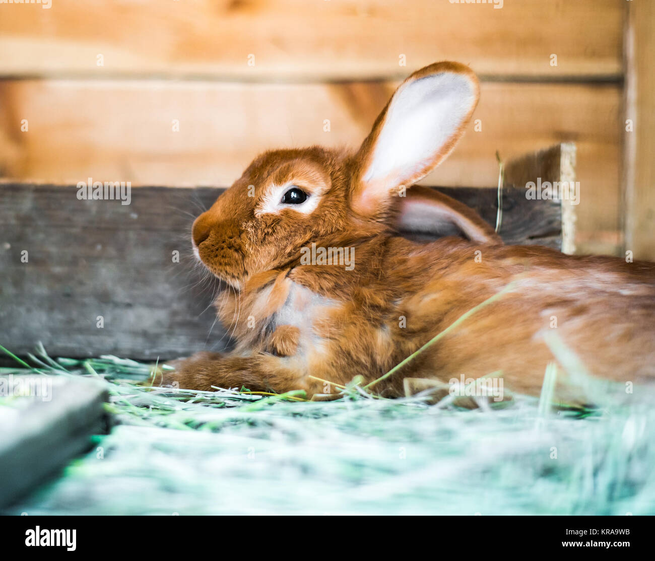 beautiful red-haired rabbit Stock Photo - Alamy