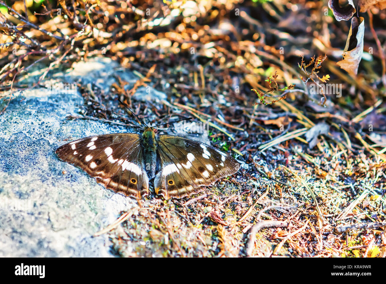 Butterfly Sitting On A Stone Stock Photo - Alamy