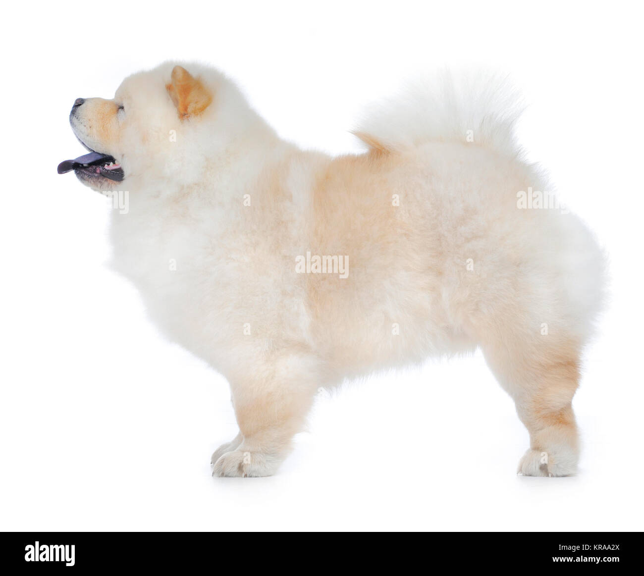 Chowchow hi-res stock photography and images - Alamy