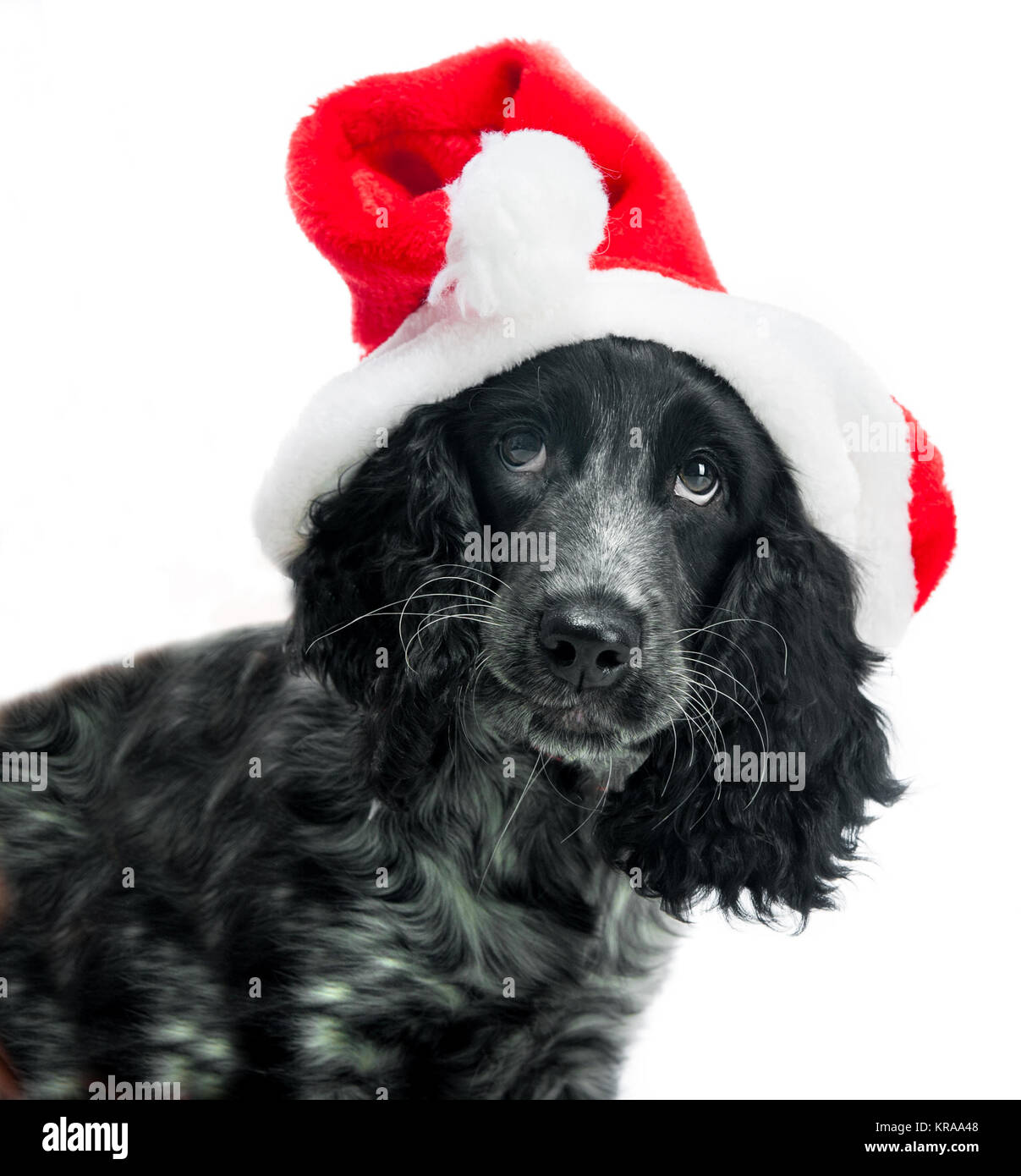 cocker spaniel wearing santa hat Stock Photo - Alamy