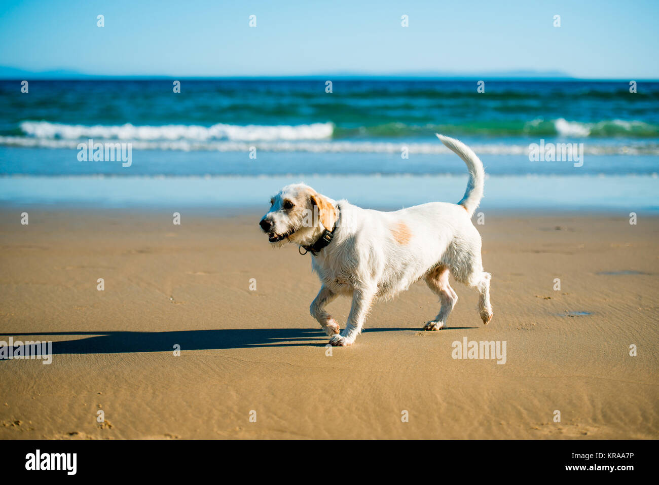 Dog runs on the seashore Stock Photo - Alamy