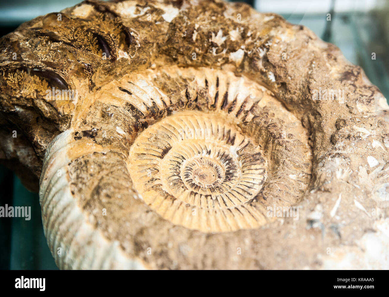 Snail shell circular pattern hi-res stock photography and images - Alamy