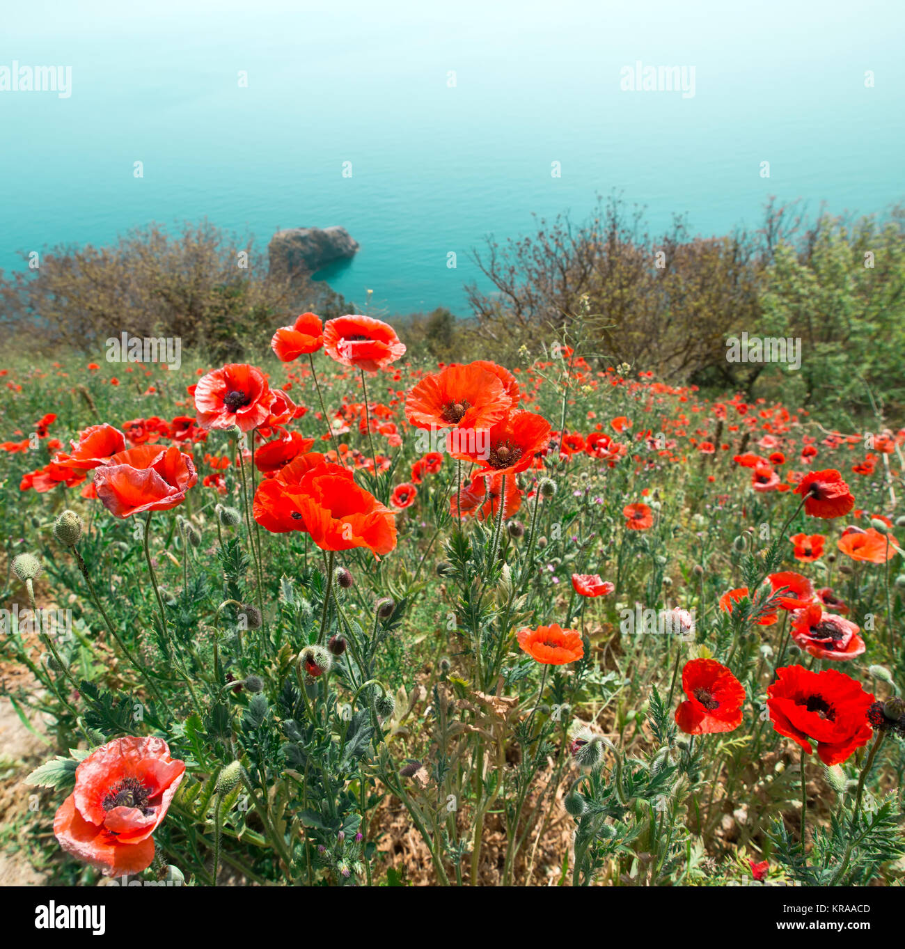 garden with poppy flowers Stock Photo - Alamy
