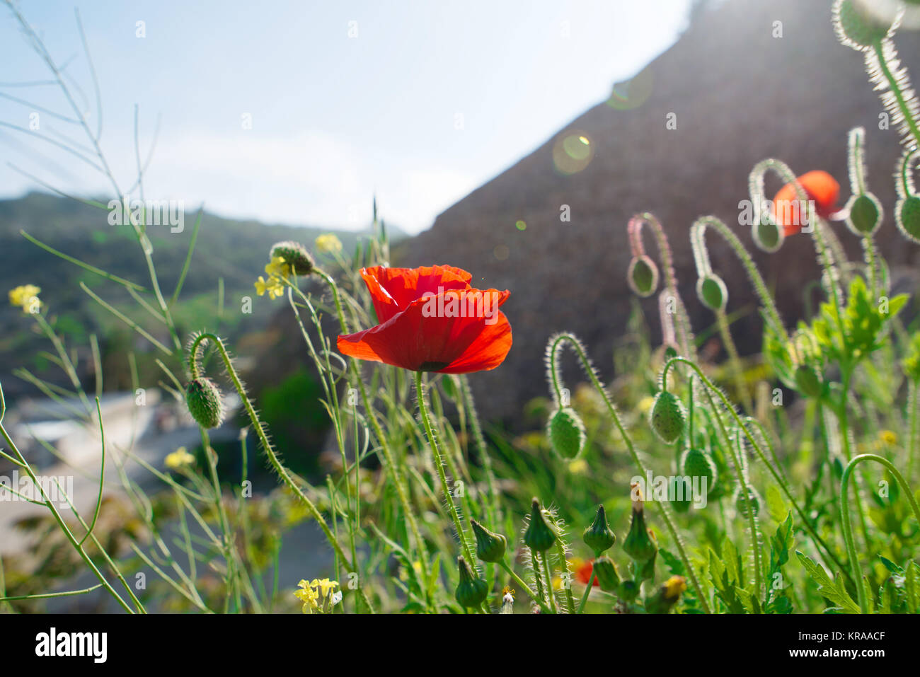 garden with poppy flowers Stock Photo - Alamy