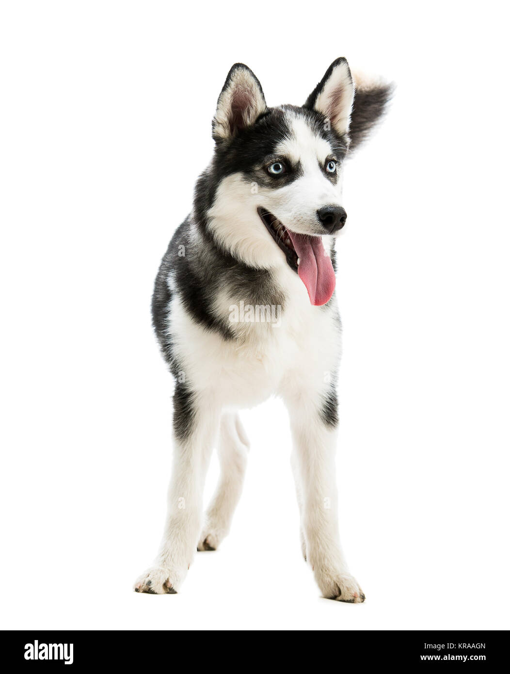 Husky dog breed Stock Photo - Alamy