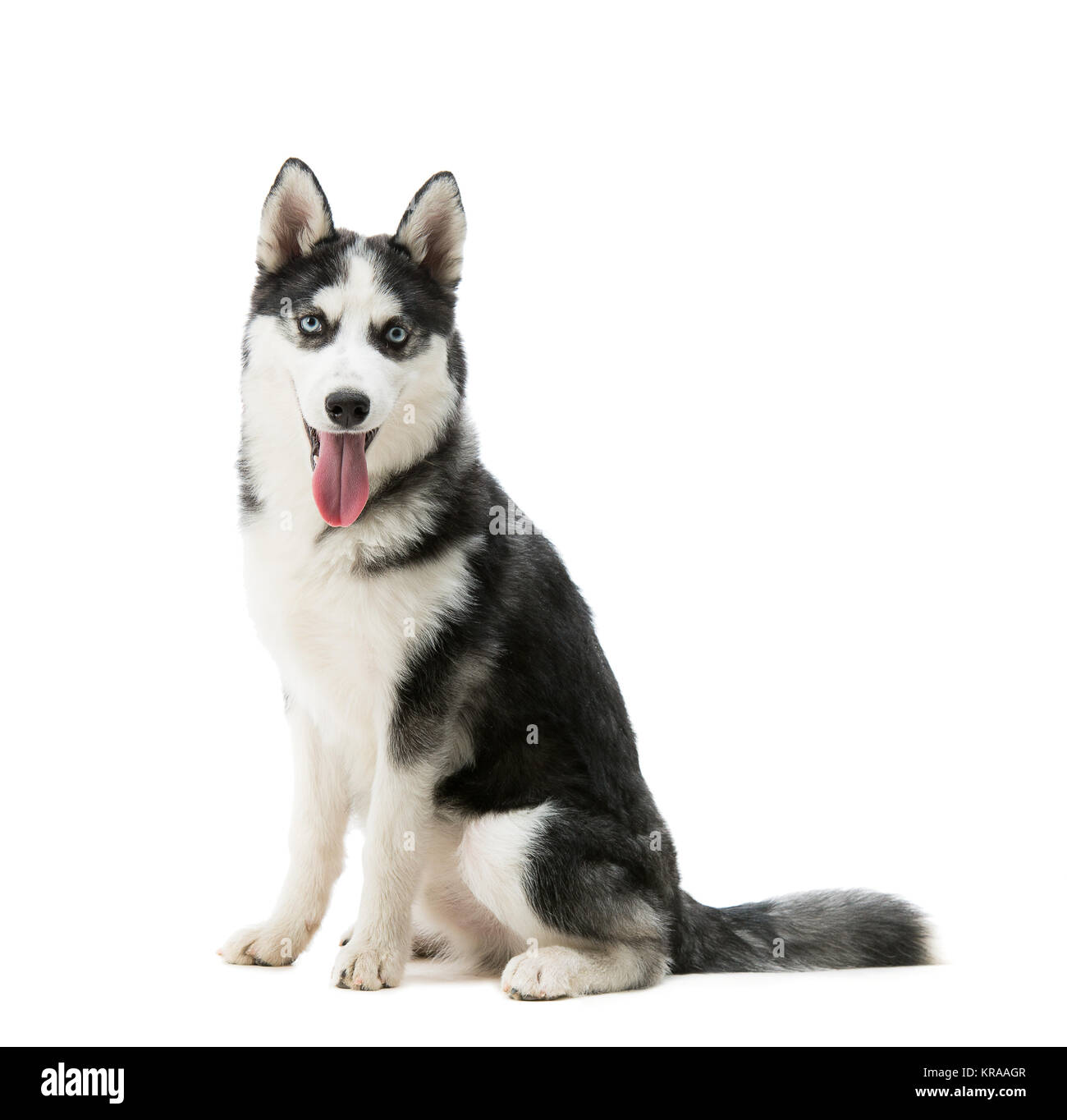 Husky dog breed Stock Photo - Alamy