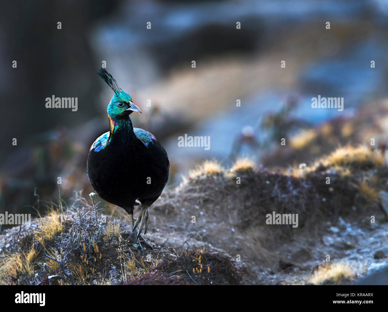 Himalayan Monal High Resolution Stock Photography and Images - Alamy