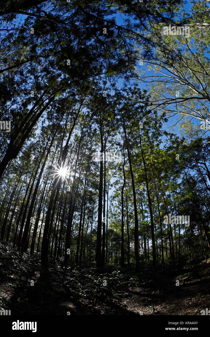 Silver oak hi-res stock photography and images - Alamy