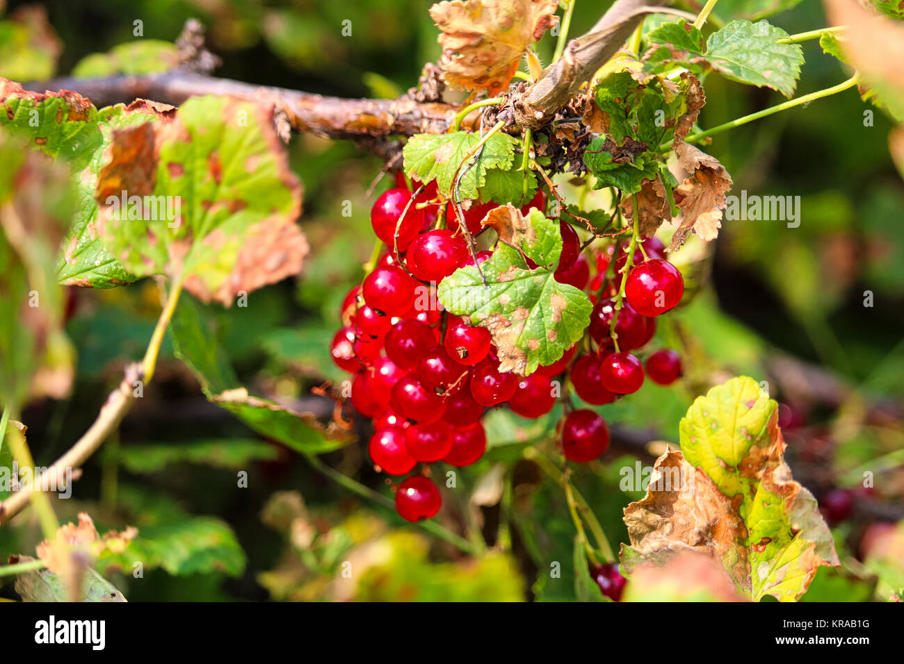Ribes triste hi-res stock photography and images - Alamy