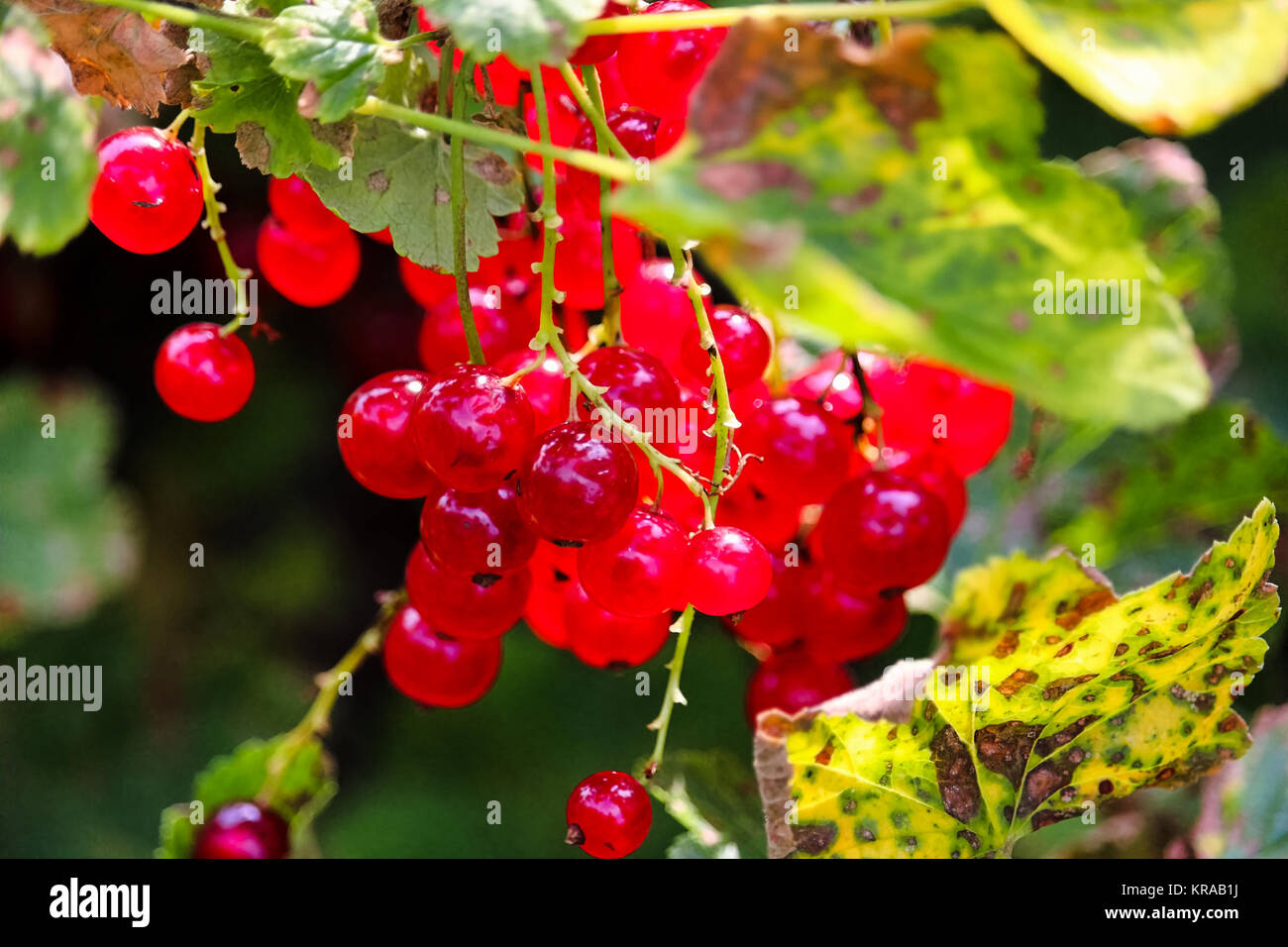 Ornamental currants hi-res stock photography and images - Alamy
