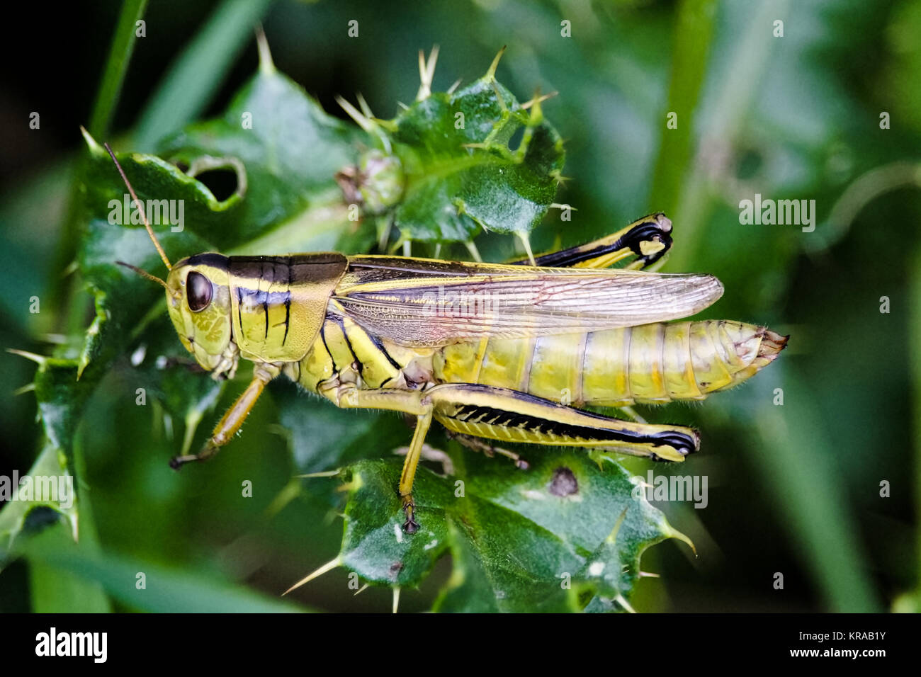 Locust swarm crop hi-res stock photography and images - Alamy