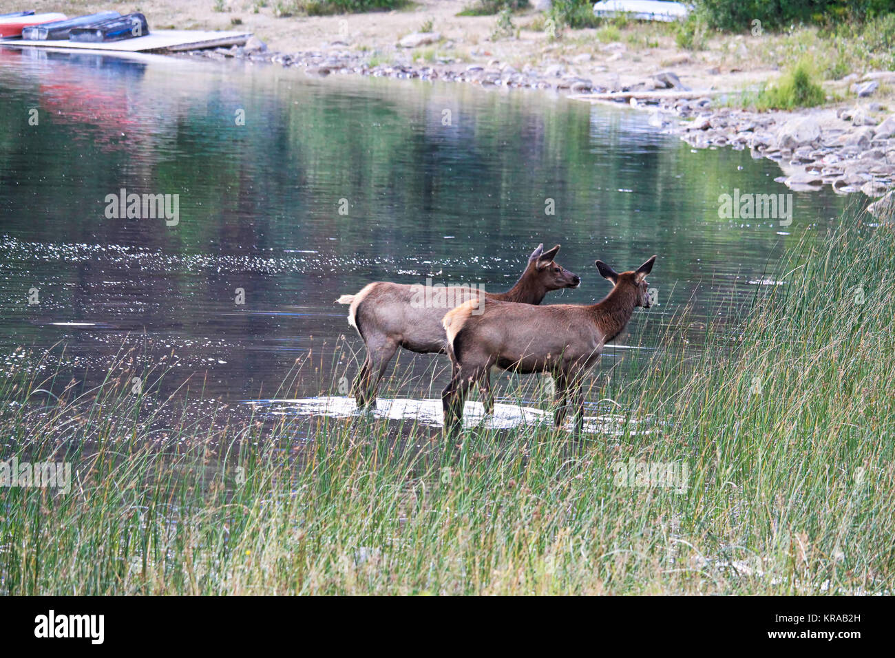 Two young elk calves in water with boats in the background Stock Photo ...