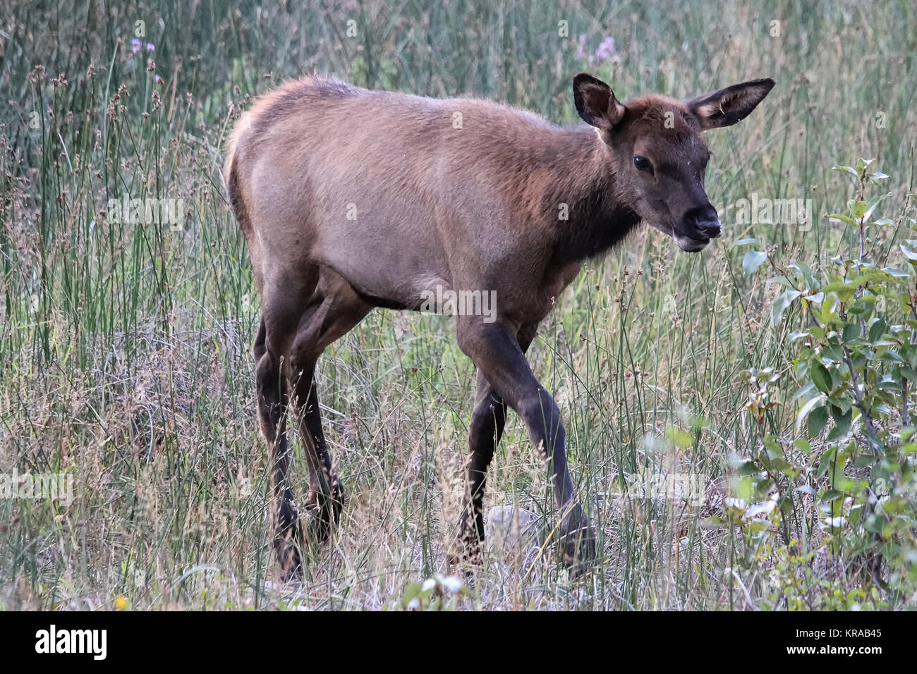 A young elk calf exploring in the grass Stock Photo - Alamy