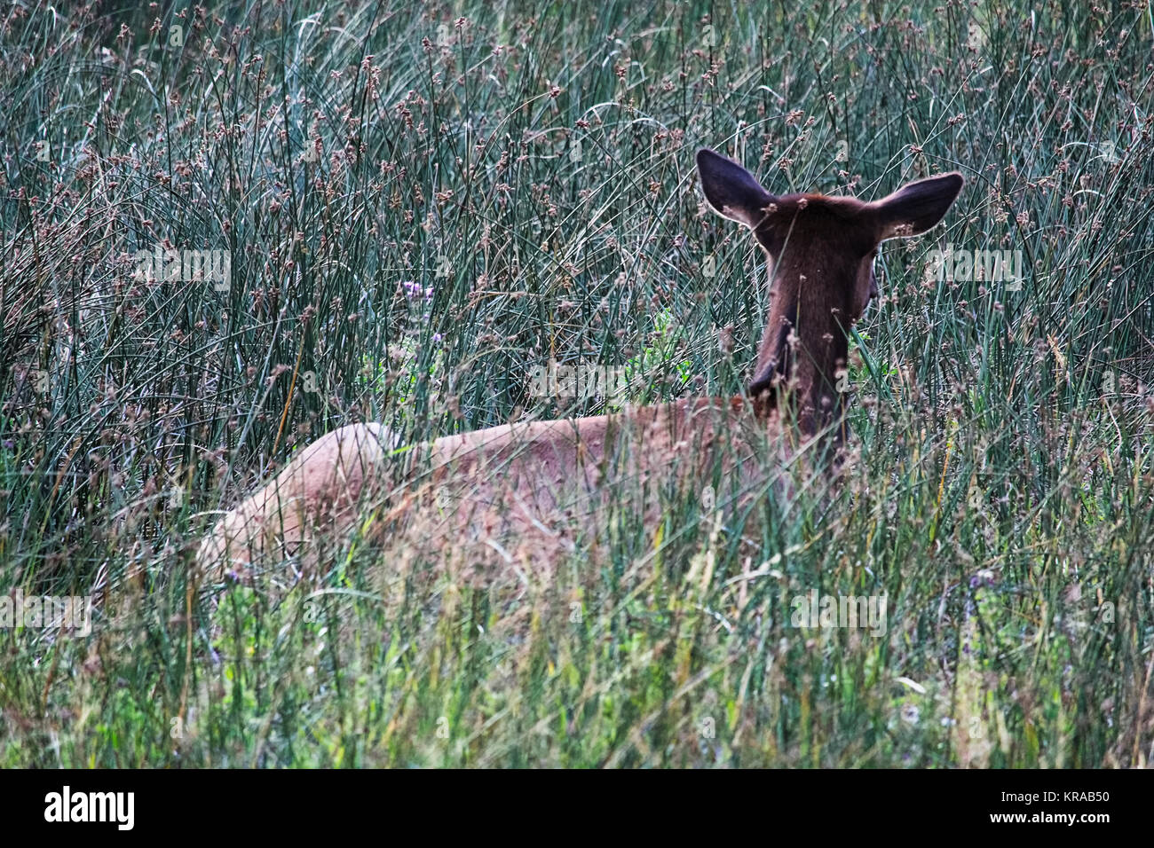 A baby elk sitting resting in the tall grass Stock Photo - Alamy