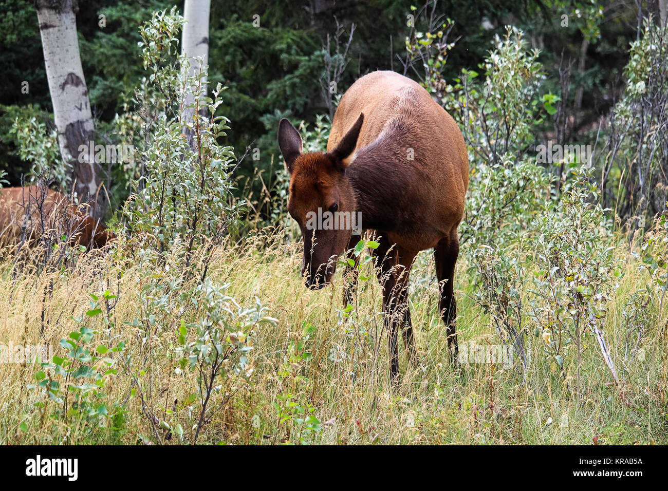 Wapiti mature hi-res stock photography and images - Alamy