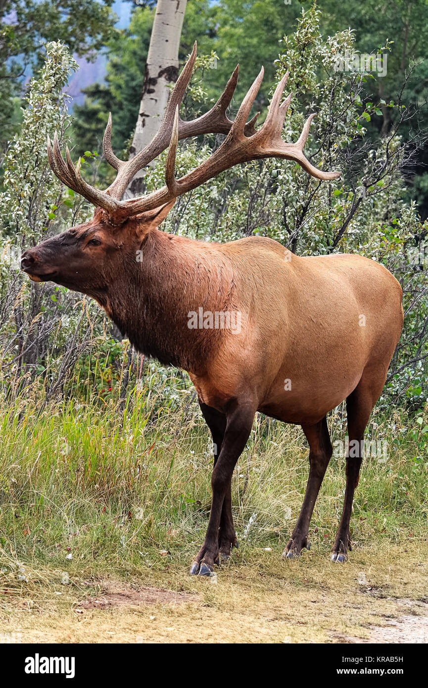 A majestic bull elk shows off his antlers Stock Photo - Alamy