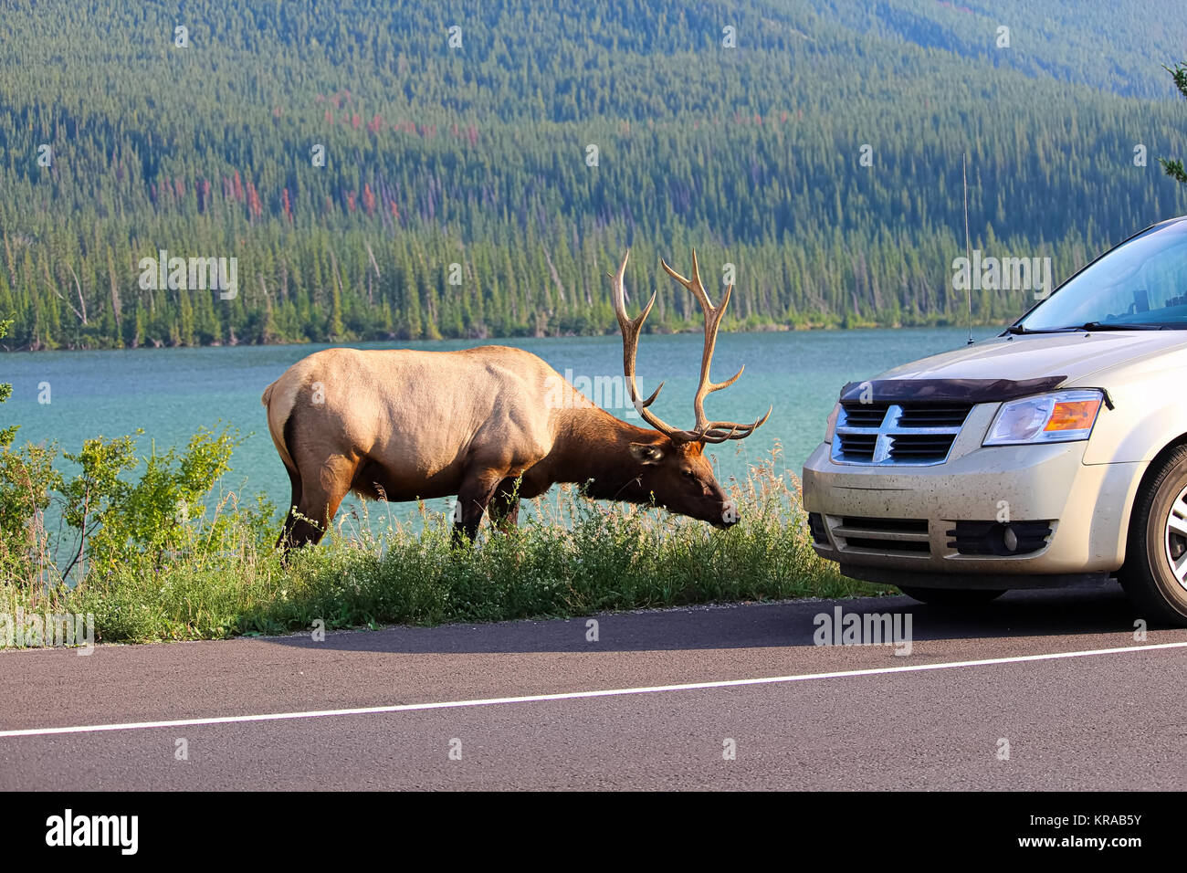 A elk bull along the highway as tourist vehicles stop dangerously close ...