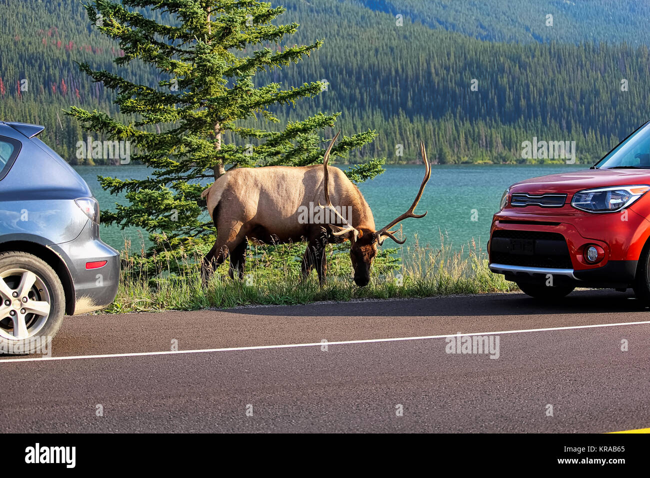 A elk bull along the highway as tourist vehicles stop dangerously close ...