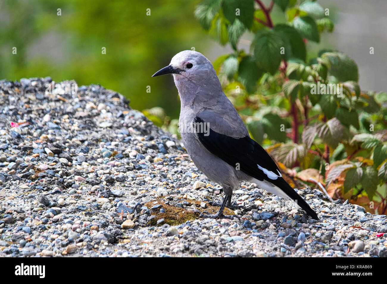 Nutcracker Bird High Resolution Stock Photography and Images - Alamy