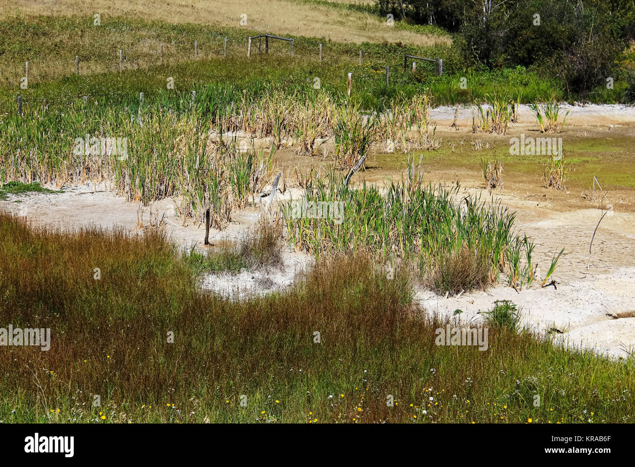 Dried up pond hi-res stock photography and images - Alamy