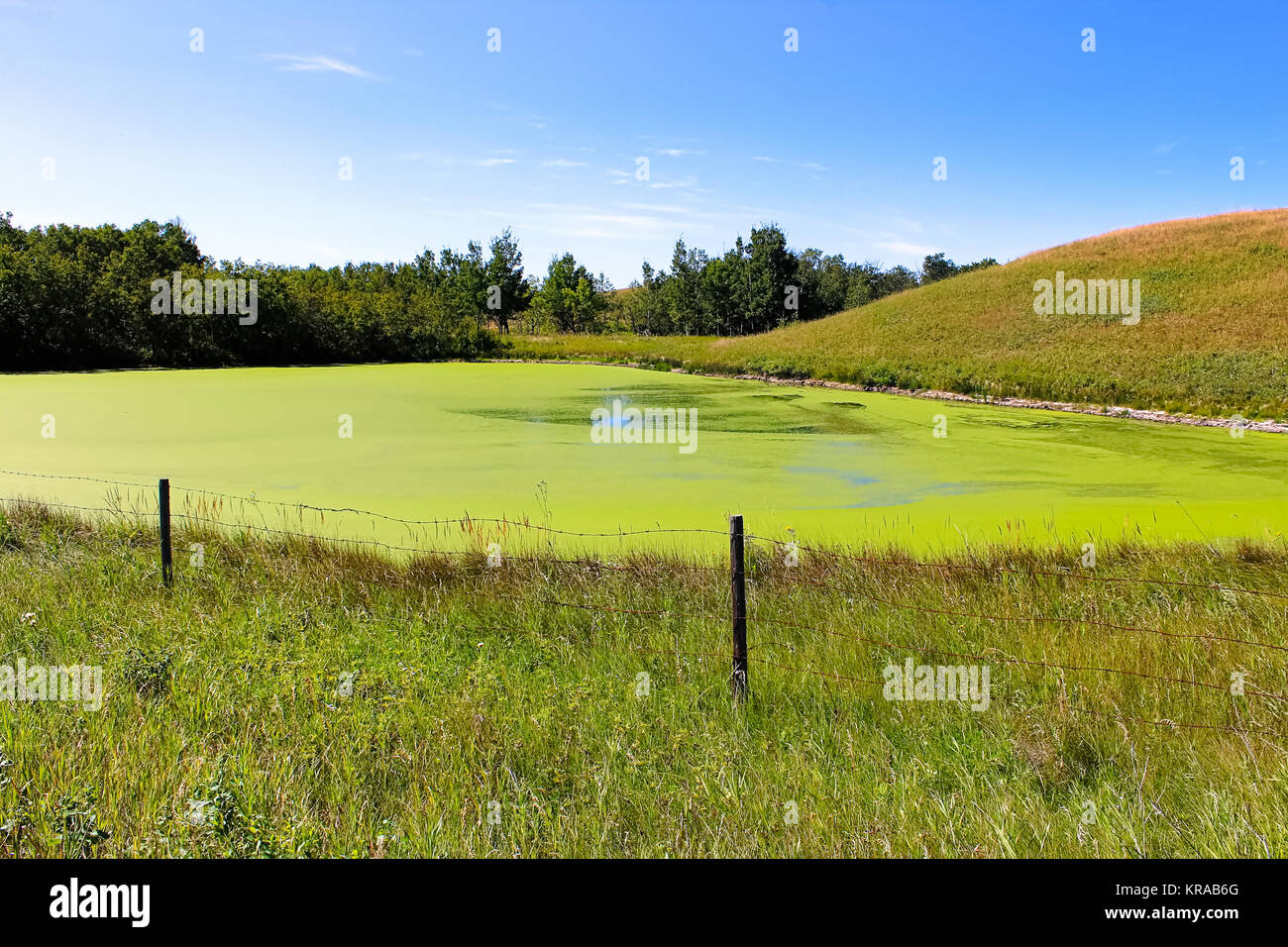 View of a drying pond covered in duckweed Stock Photo - Alamy