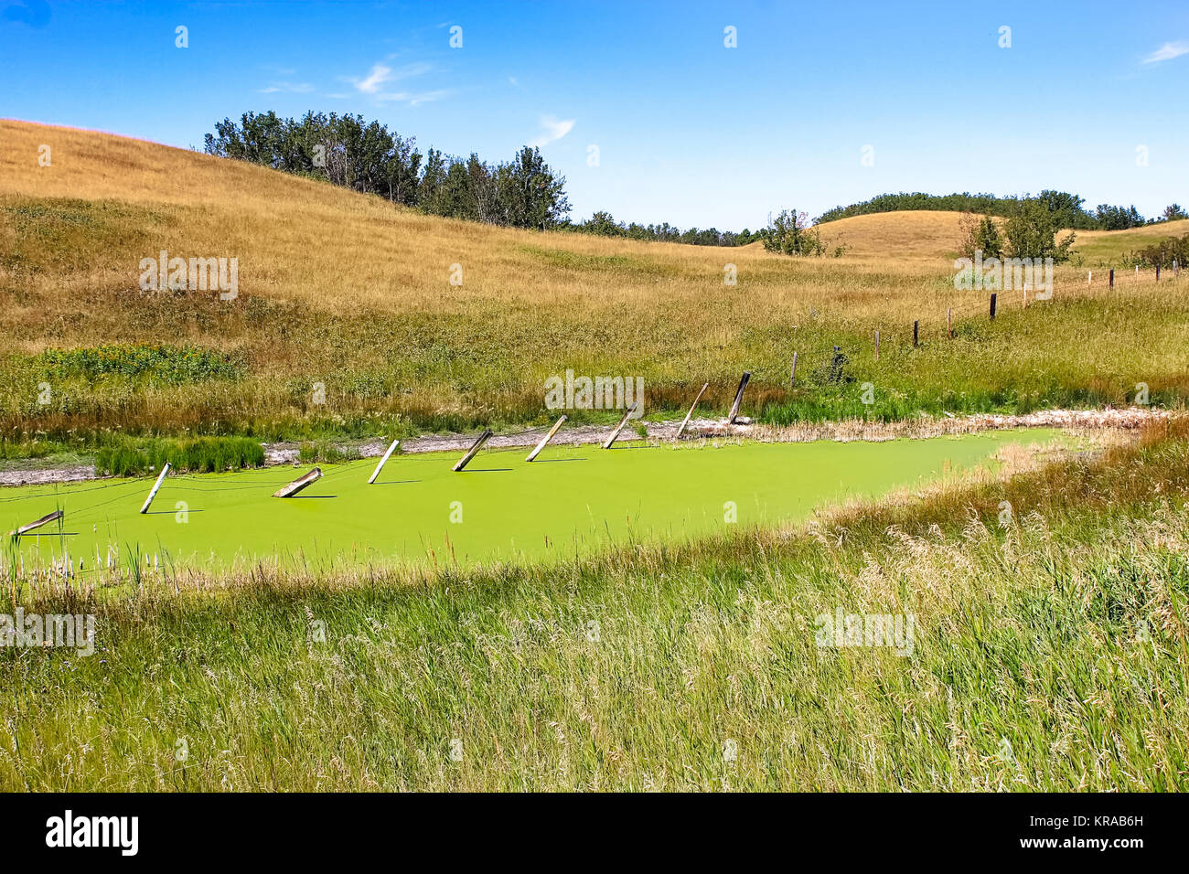 A prairie pond that is covered in bayroot Stock Photo - Alamy